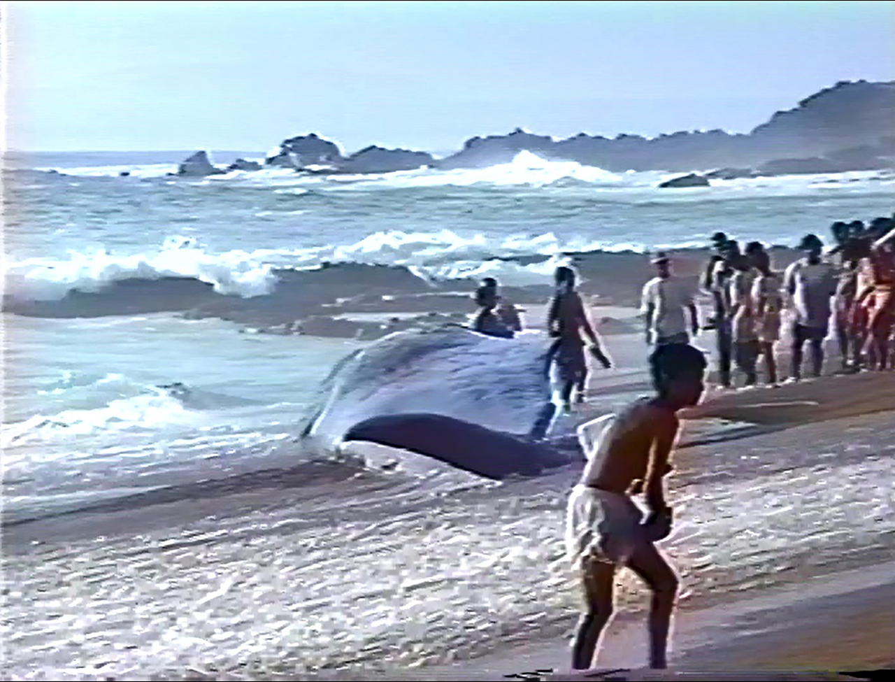 Ganas de comer ballena - BUSH IN ACTION