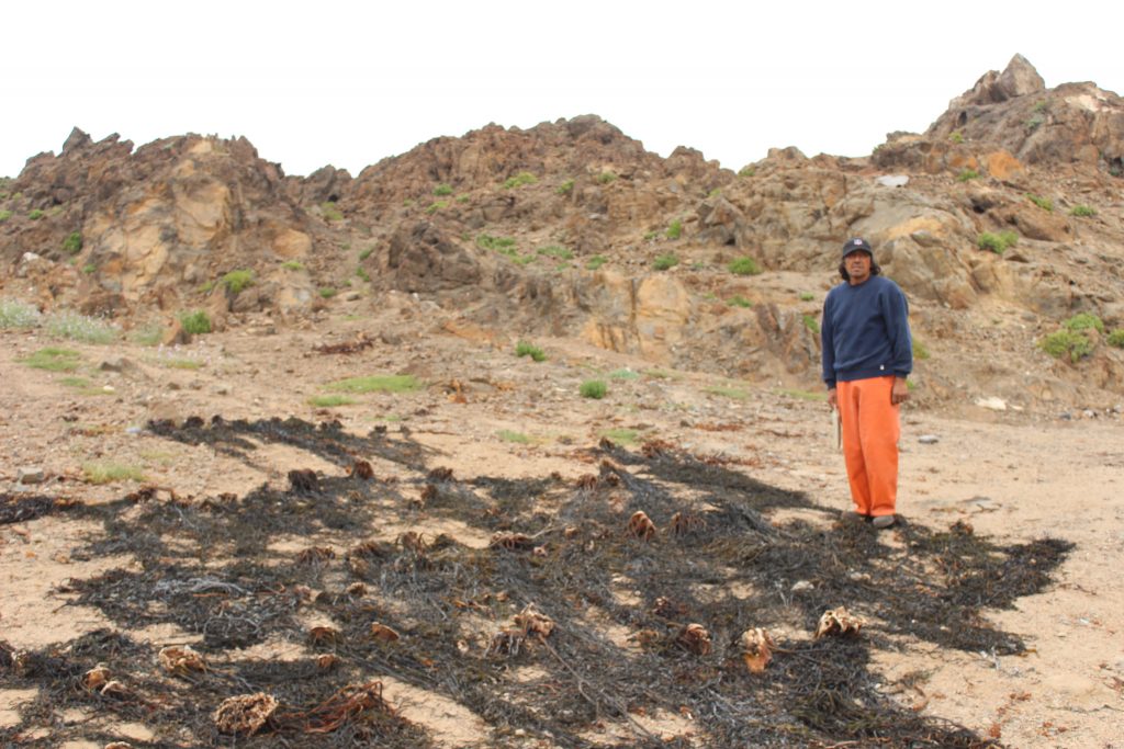 Vivir del huiro en Pan de Azúcar - BUSH IN ACTION